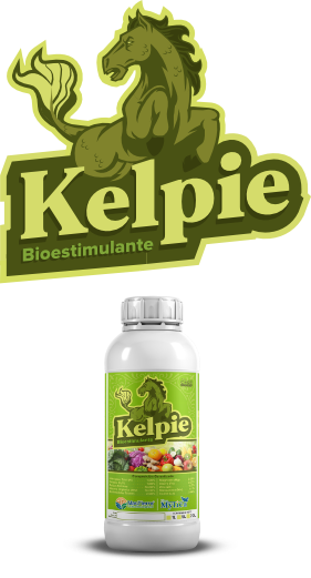 Kelpie – Mar y Tierra